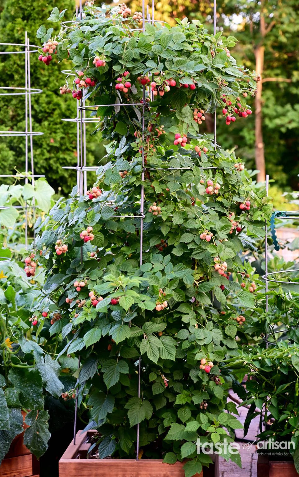 (Vanilla) Raspberry Jam Recipe - Taste of Artisan